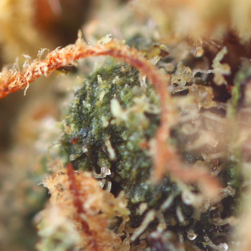 Pineapple Kush : Fleur de CBD Exotique et Envoûtante - Weedy.fr